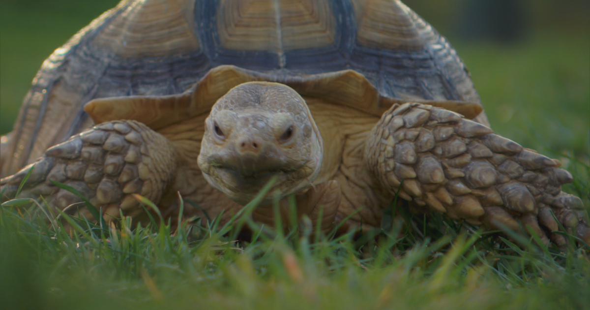 Hundreds respond to ad seeking NYC tortoise walker - CBS News