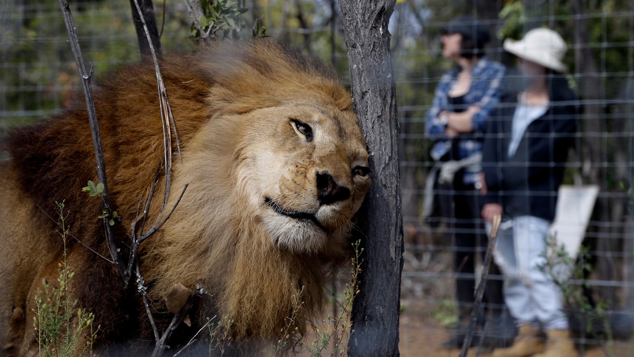 After grueling journey, rescued lions finally taste freedom in Africa ...