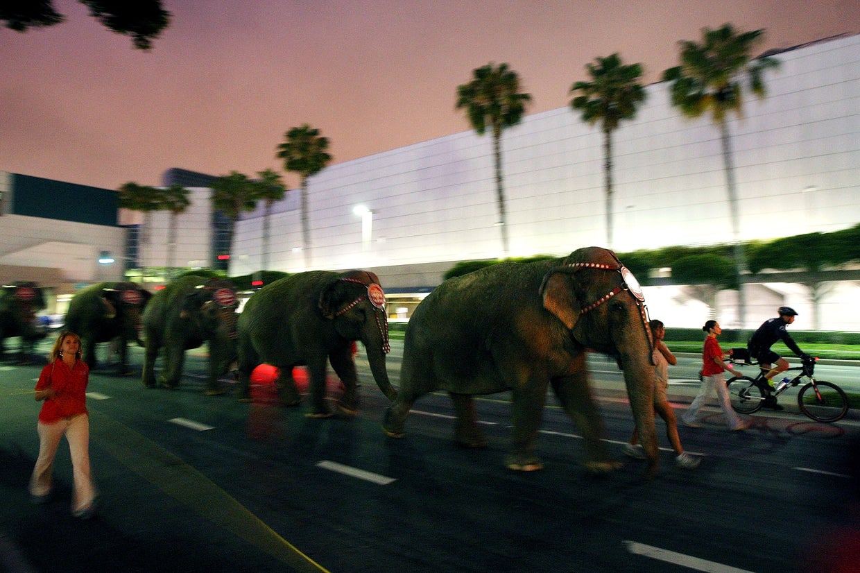 End of an era for Ringling Brothers circus elephants