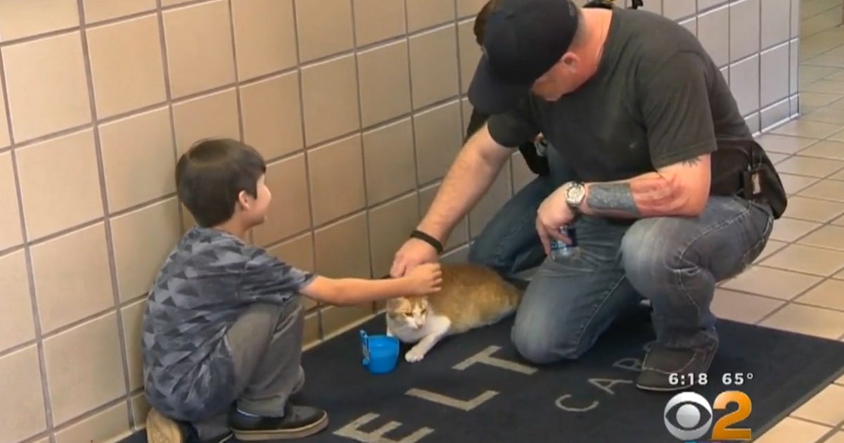 LA veteran reunited with cat he left behind in Iraq - CBS News
