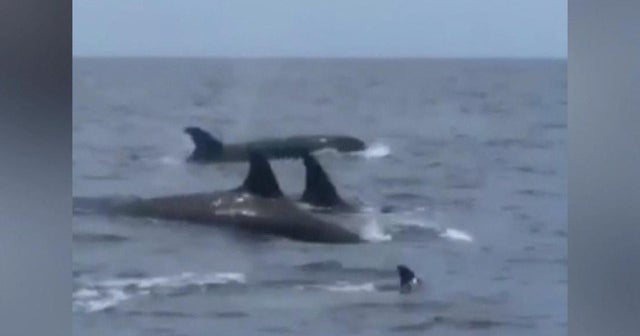 Rare orca sighting in Gulf of Mexico caught on video - CBS News