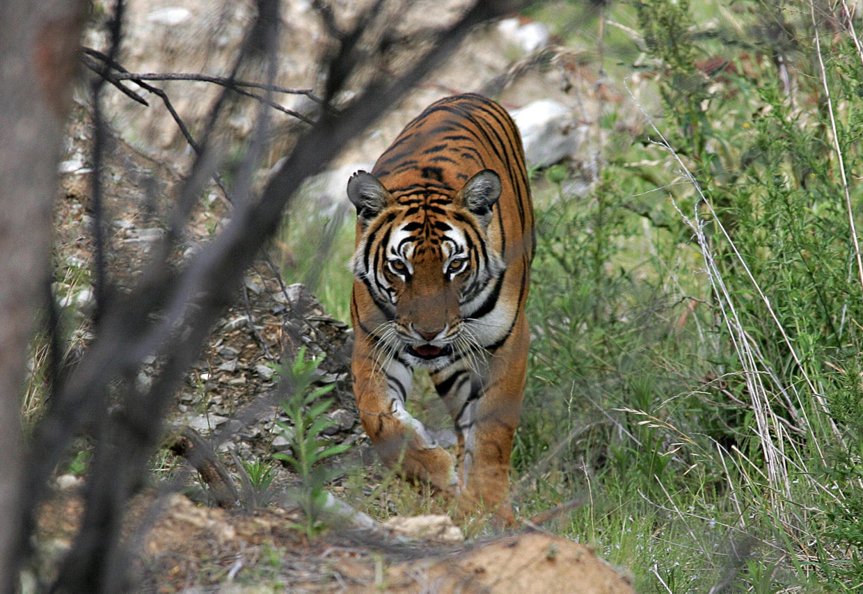 Critically endangered species and beloved animals at risk