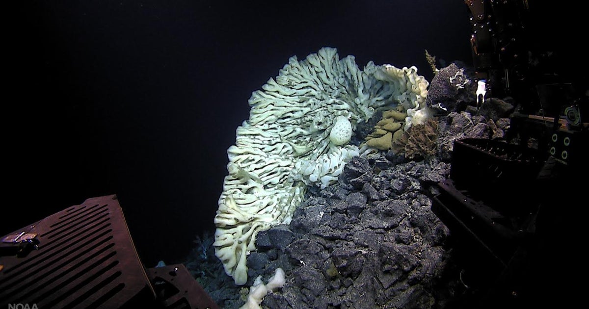 This minivan-sized sponge is the largest ever found - CBS News