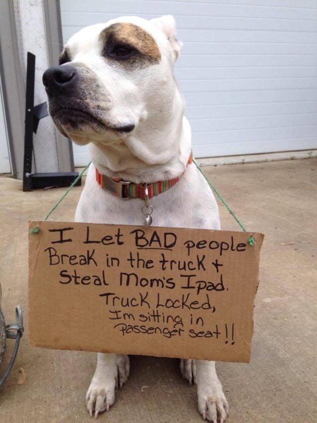 Hilarious dog shaming