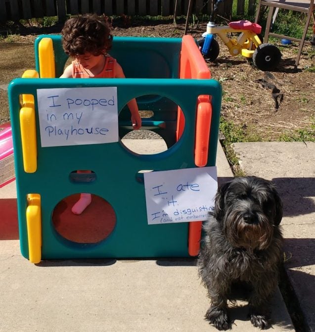 Hilarious dog shaming