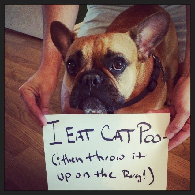 Hilarious dog shaming