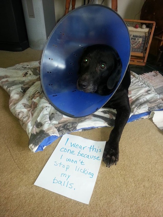 Hilarious dog shaming