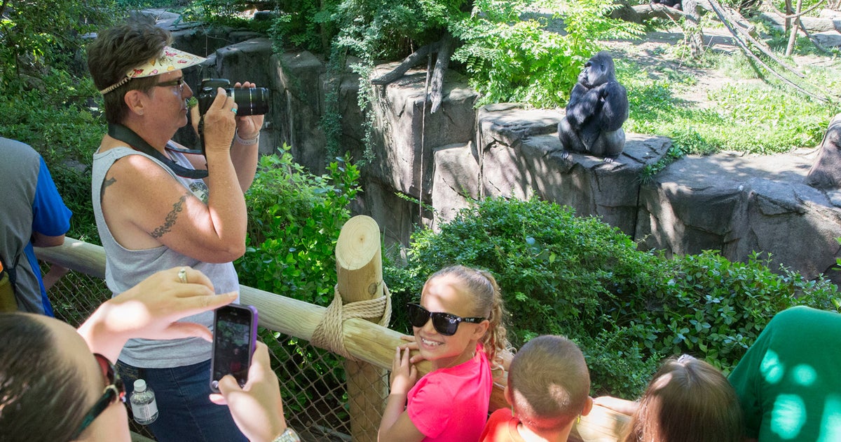 Cincinnati Zoo gorilla exhibit reopens with reinforced barriers - CBS News