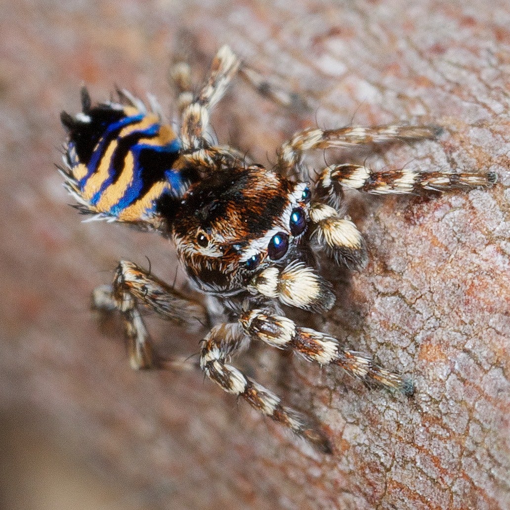 These jumping spiders from the land down under really know how to ...