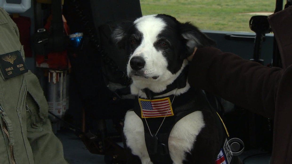 Meet Piper, a dog helping protect planes from bird strikes - CBS News