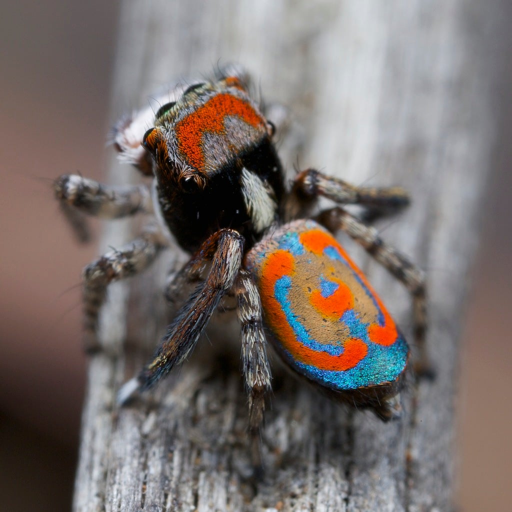 These jumping spiders from the land down under really know how to ...