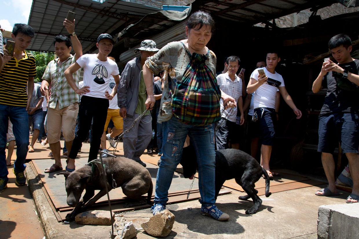China dog-meat eating festival in Yulin draws animal rights activists ...