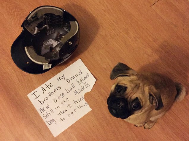 Hilarious dog shaming