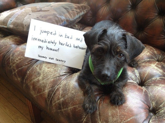 Hilarious dog shaming