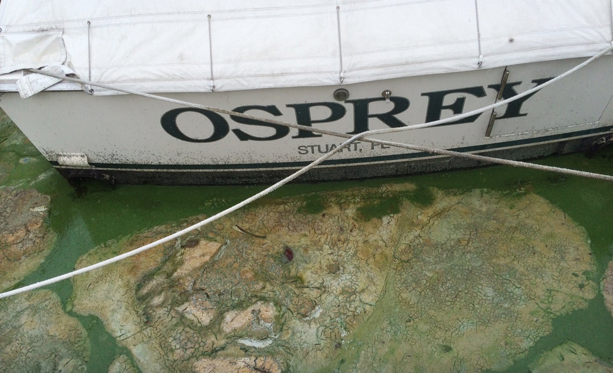 "Guacamole-thick" algae causes crisis on Florida coastline - CBS News
