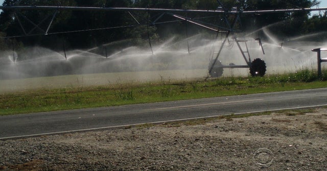 North Carolina hog farms accused of putrid pollution - CBS News