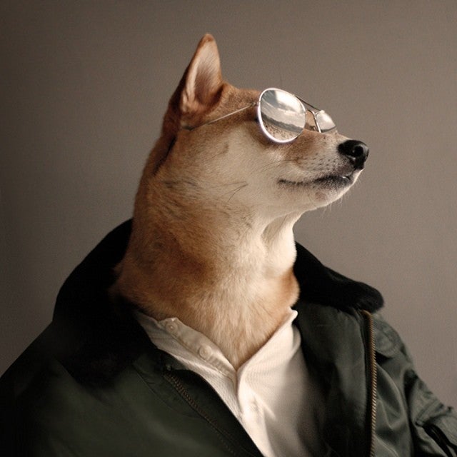 Instagram's most fashionable dog