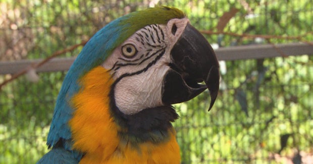 Wife convicted of murder apparently witnessed by pet parrot - CBS News