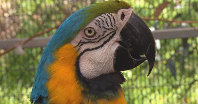 How parrots help veterans with PTSD - CBS News