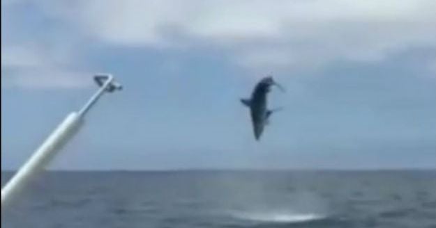 Watch: Leaping shark makes waves off Calif. coast - CBS News
