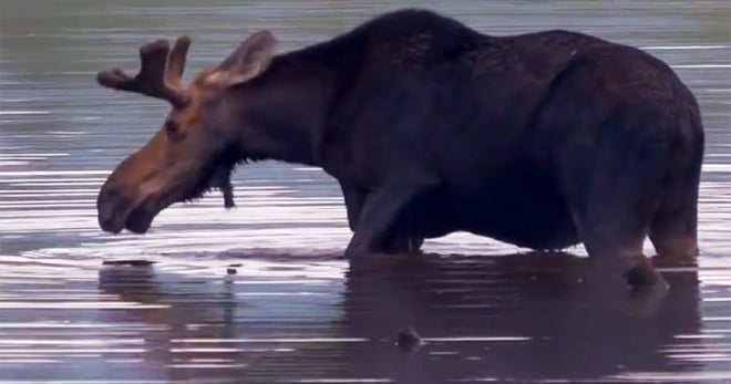 Roadkill thieves in Alaska stealing moose meant for charity - CBS News