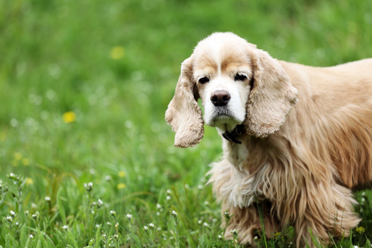 10 common pet health problems -- and how much they cost
