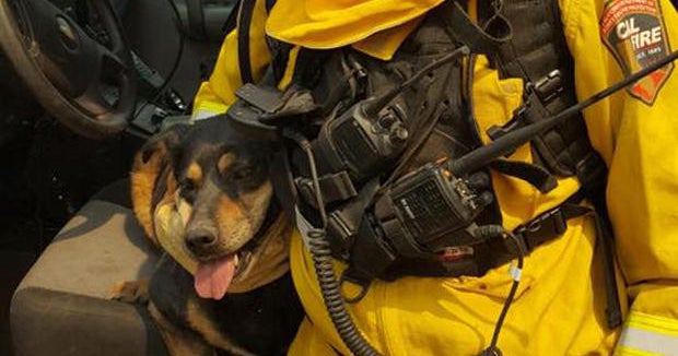 Dog runs from burning home into California firefighter's arms - CBS News