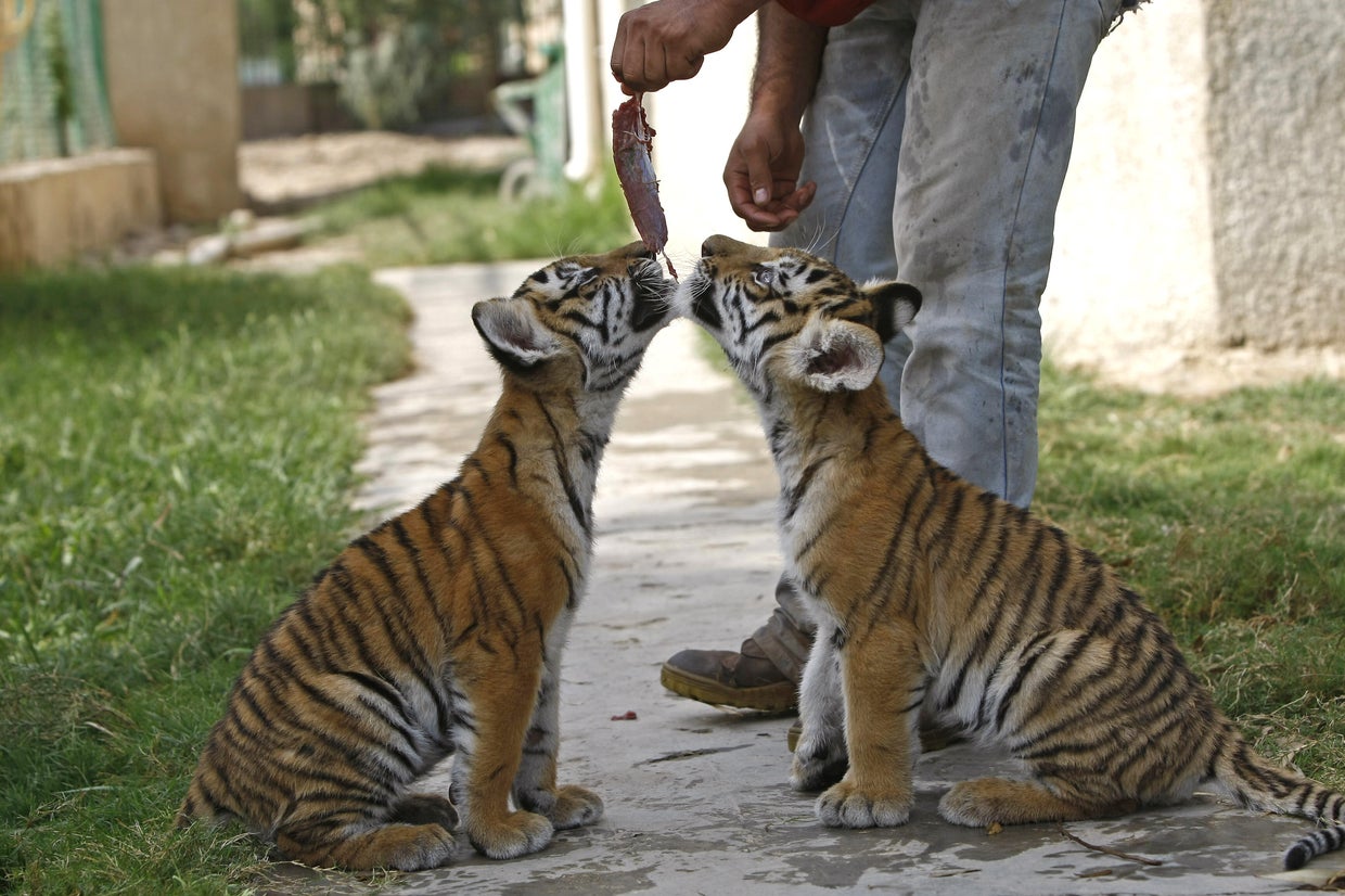 Adorable animal twins