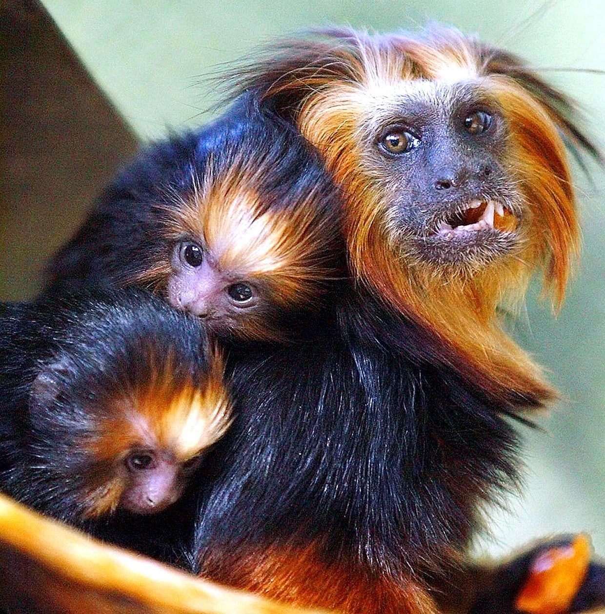 Adorable animal twins