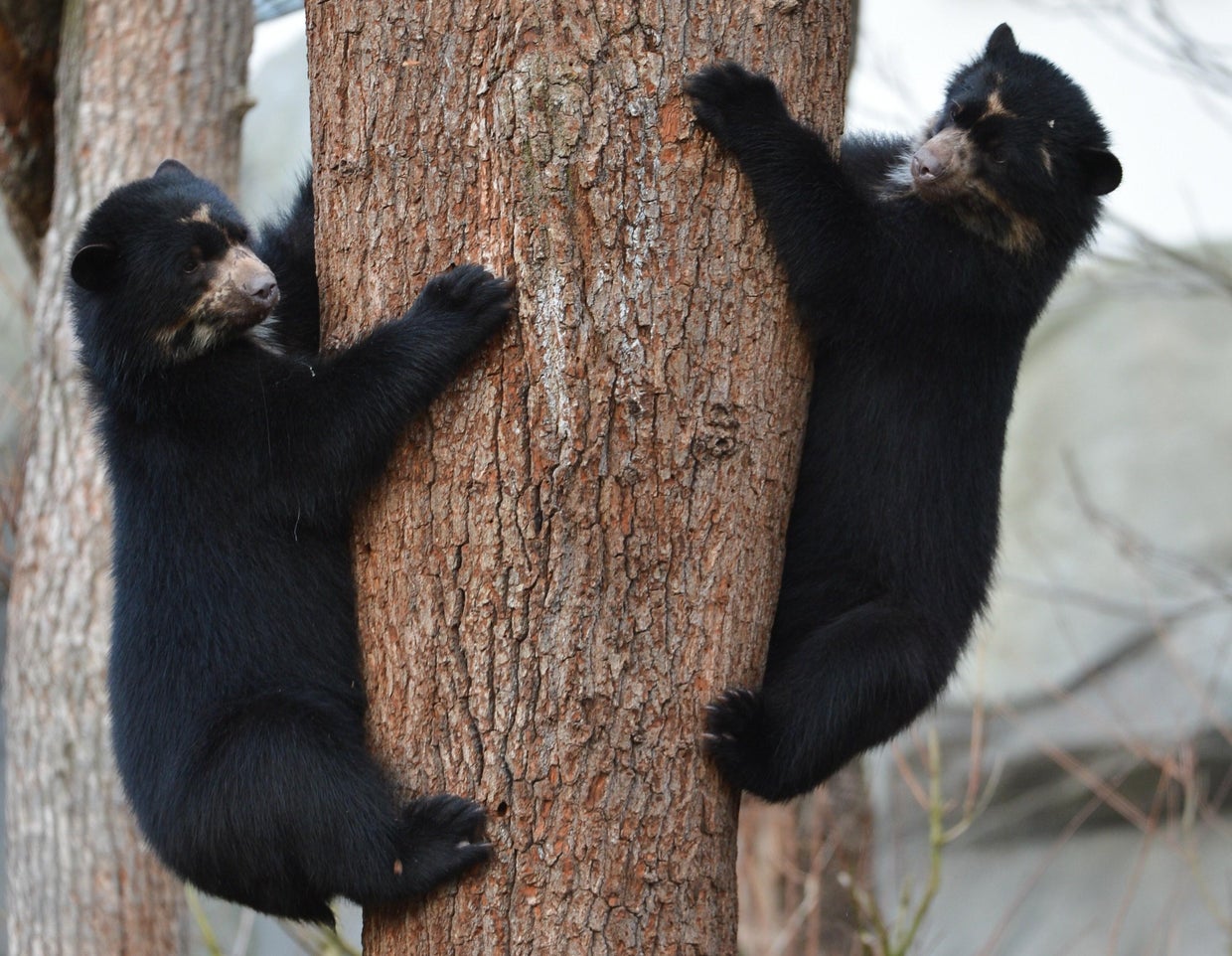 Adorable animal twins