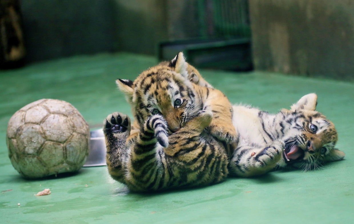 Adorable animal twins