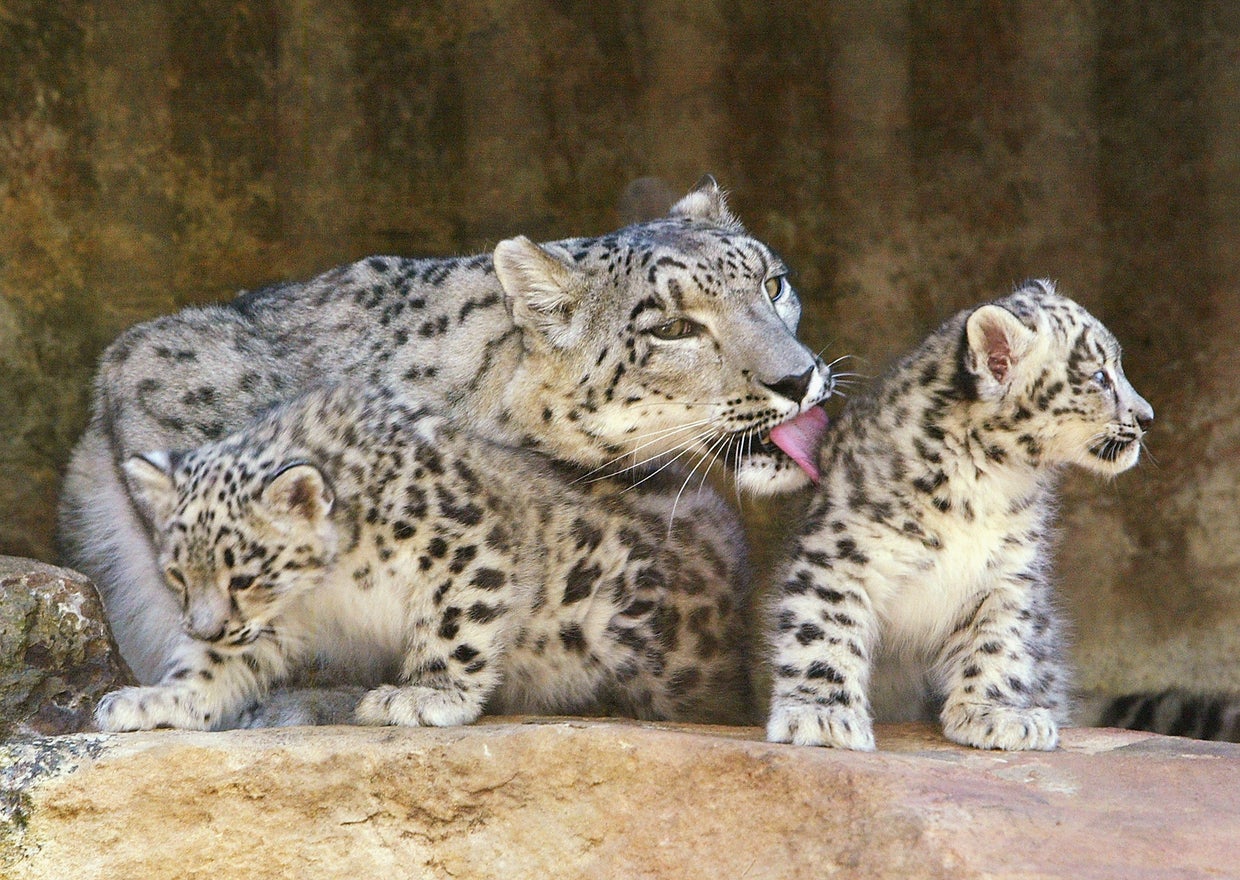 Adorable animal twins