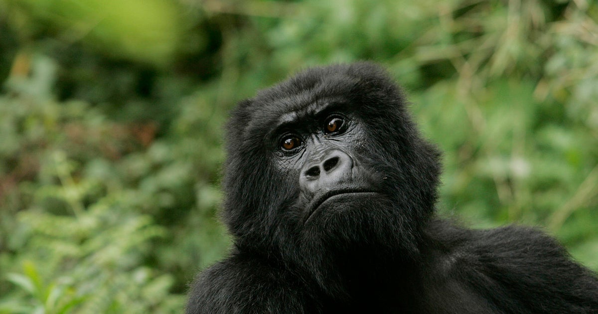 World's largest living primate close to extinction - CBS News