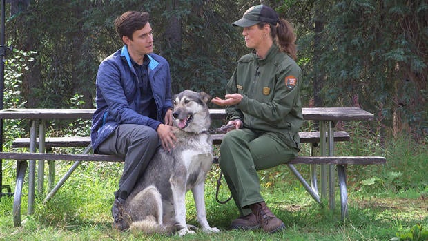 On The Trail: The dogs of Denali National Park - CBS News