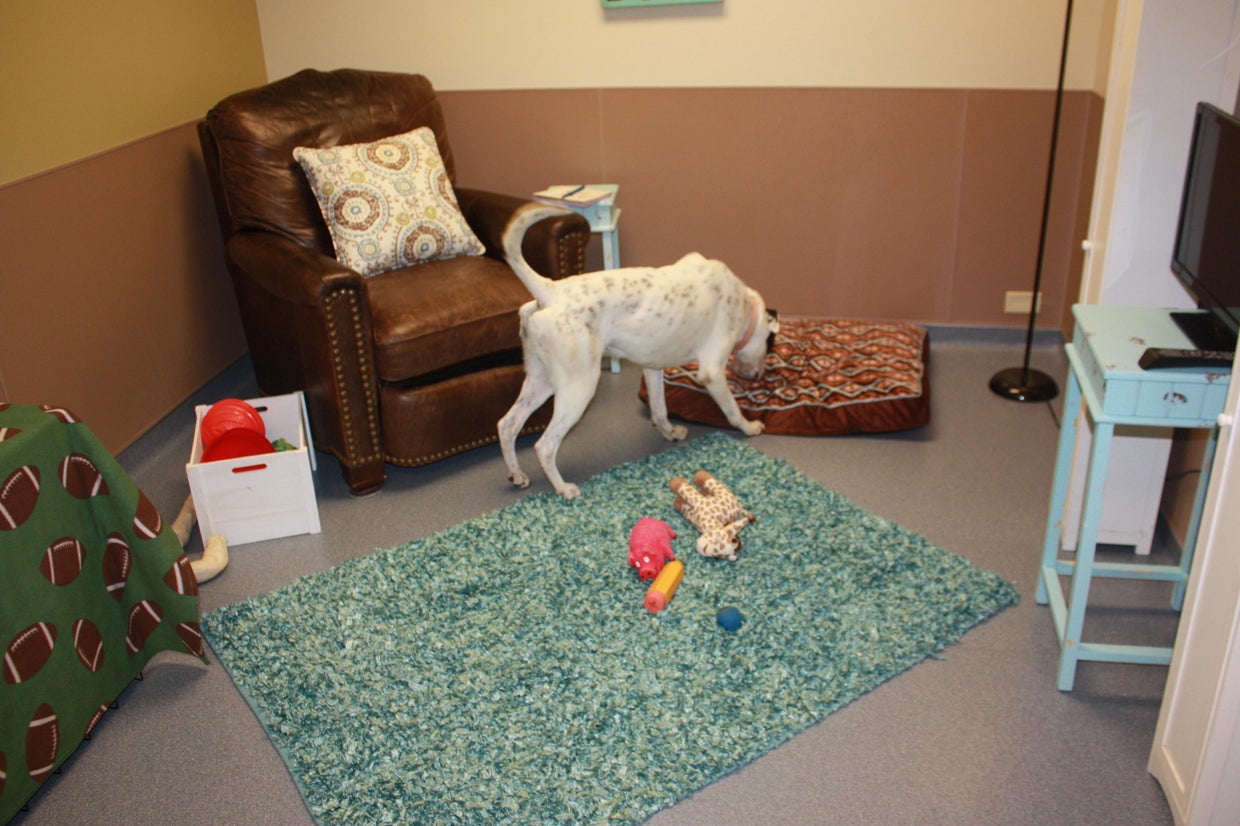 Humane society's "real life room" makes shelter dogs feel like they're ...
