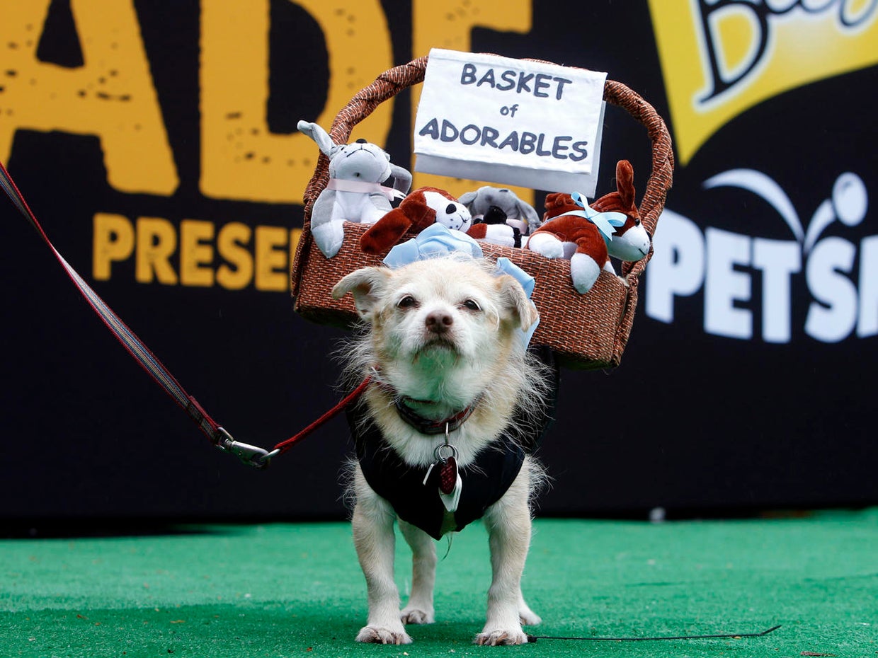 Halloween Dog Parade 2016