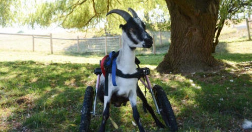 Little goat rescued from backyard butcher gets new wheels, new lease on ...