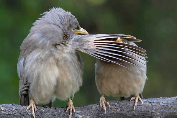 Hilarious finalists of the 2016 Comedy Wildlife Photography Awards