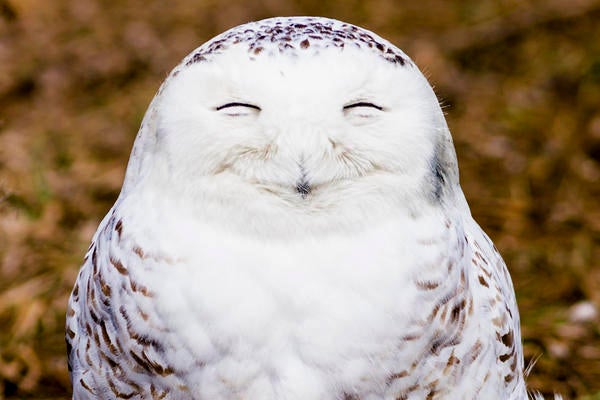 Hilarious finalists of the 2016 Comedy Wildlife Photography Awards