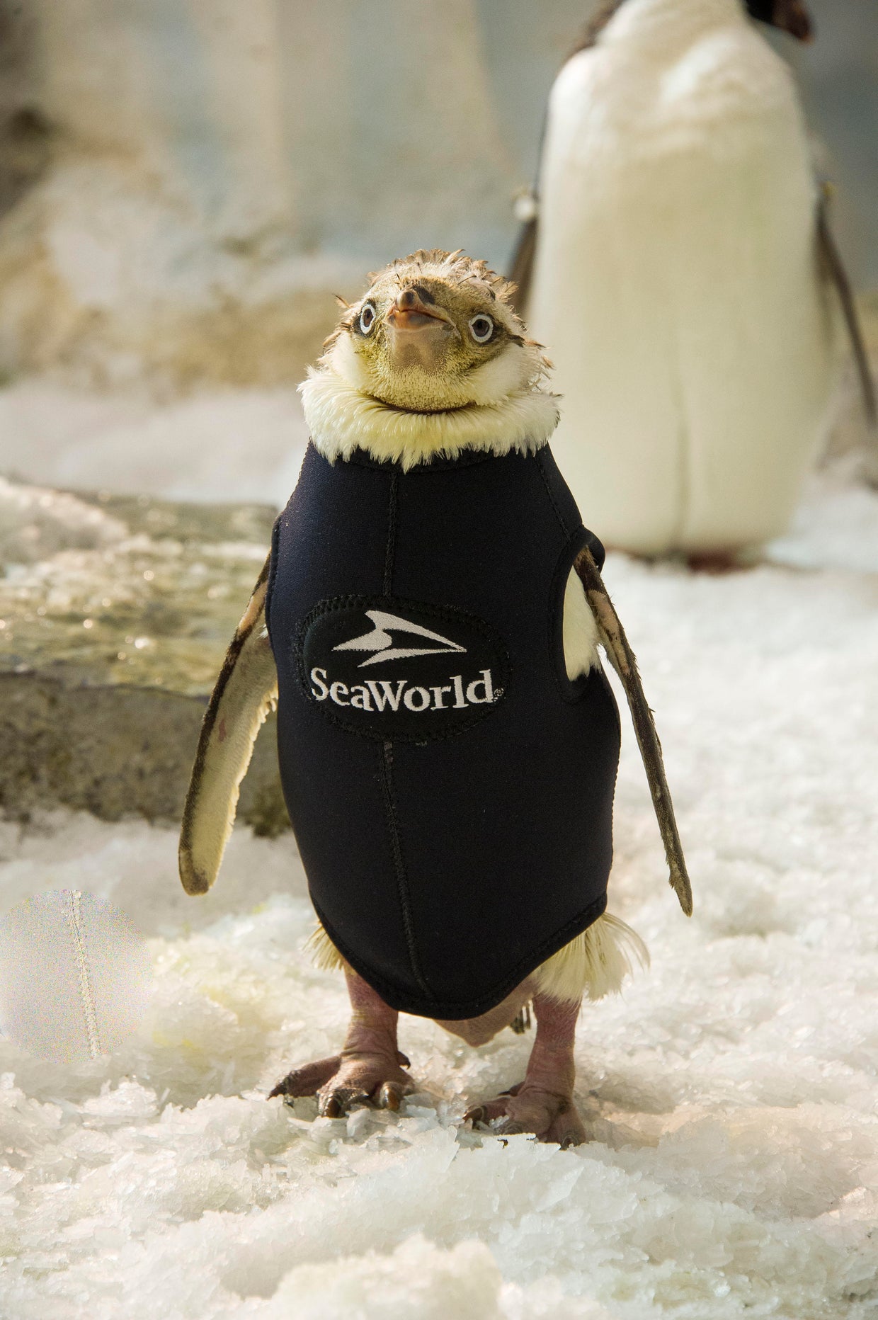 “Naked” penguin at SeaWorld Orlando gets special wetsuit - CBS News