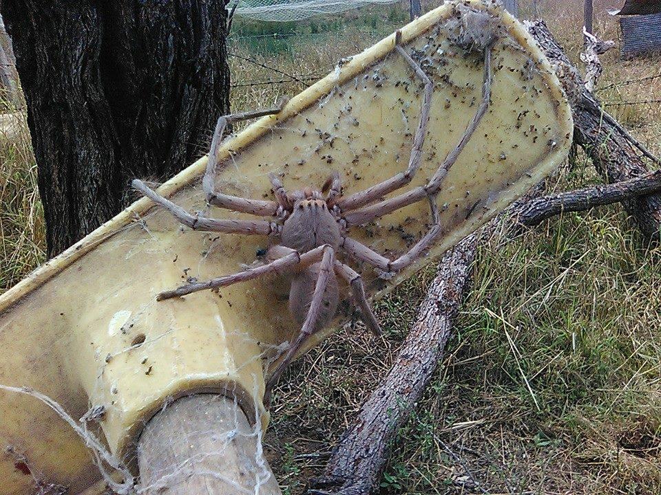 Terrifying photo of giant spider nicknamed Charlotte goes viral - CBS News