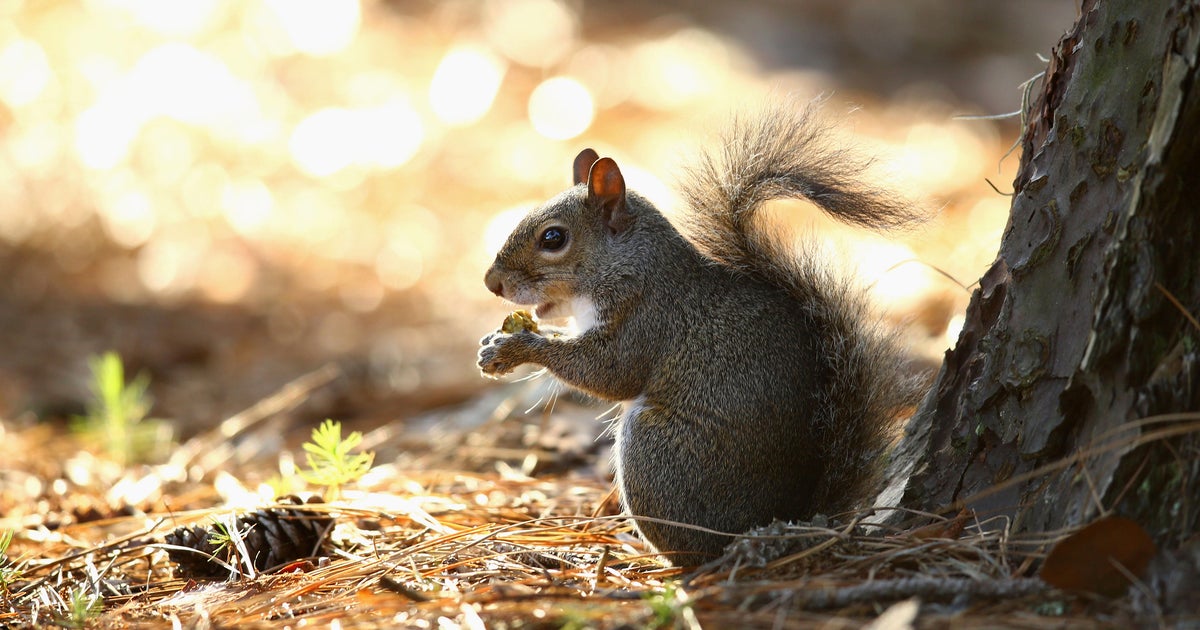 Squirrel attacks people at Florida senior center - CBS News