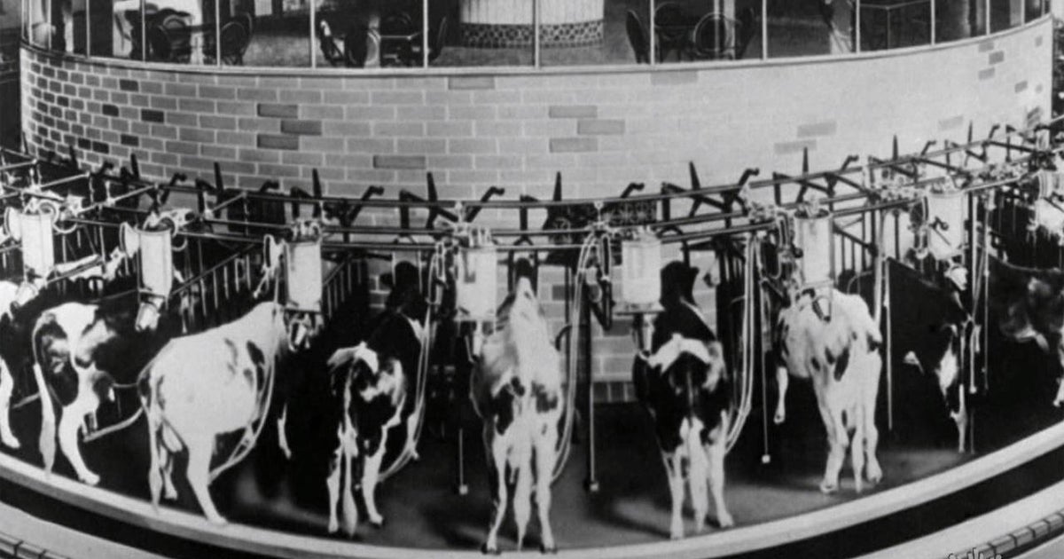 Almanac: The automatic cow milking machine - CBS News