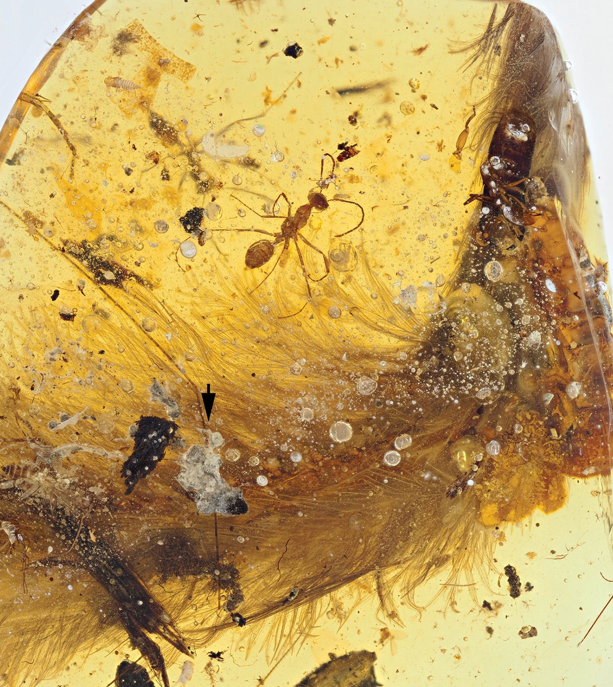 Feathered dinosaur tail trapped in amber 99 million years ago - CBS News