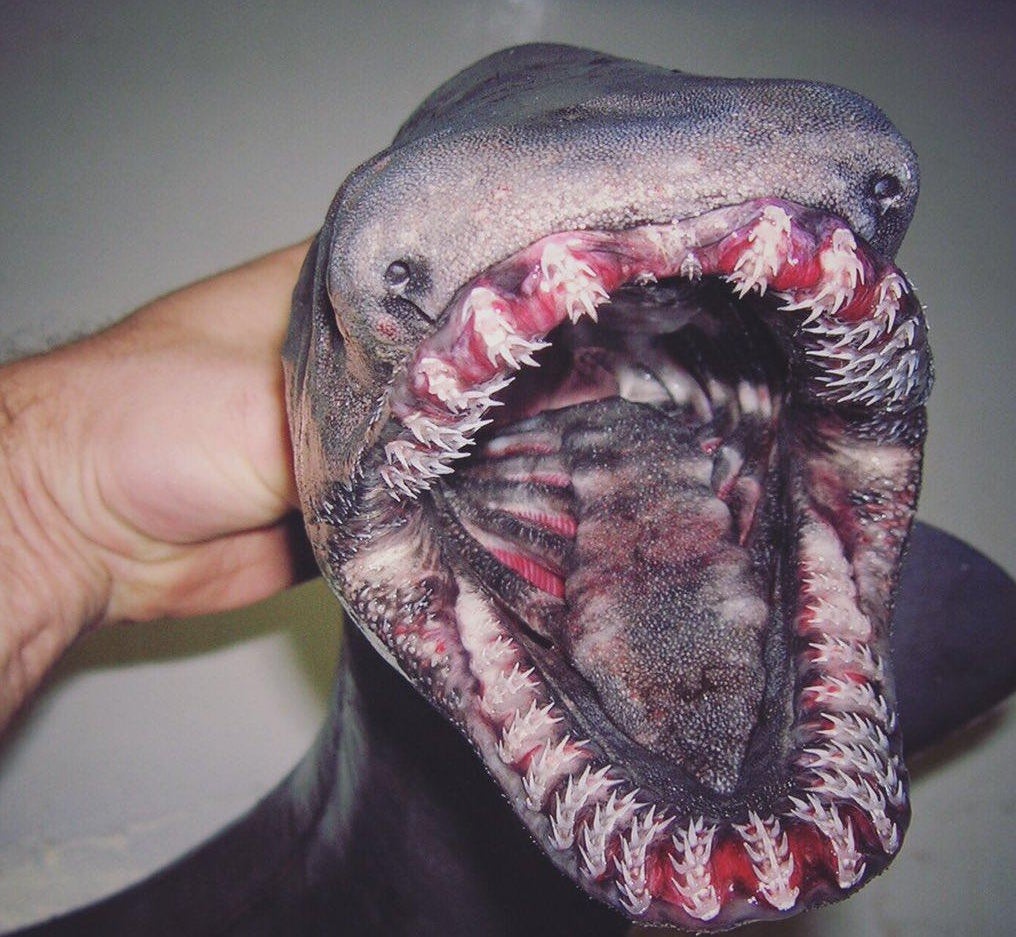 Crazy-looking fish from the deep sea
