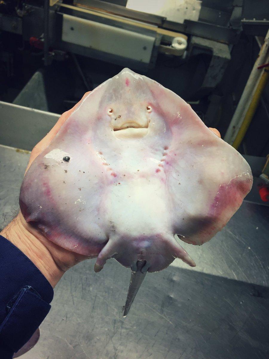 Crazy-looking fish from the deep sea
