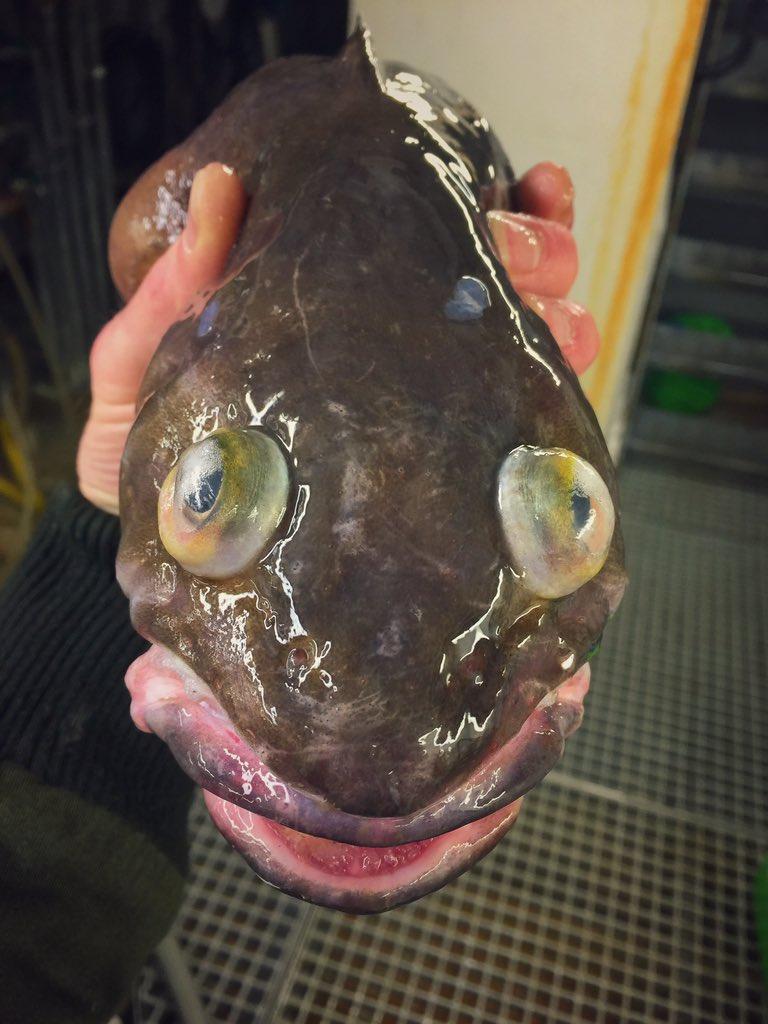 Crazy-looking fish from the deep sea