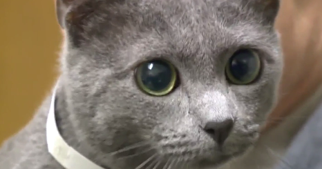 Paralyzed cat back on all fours thanks to veterinarians in California ...