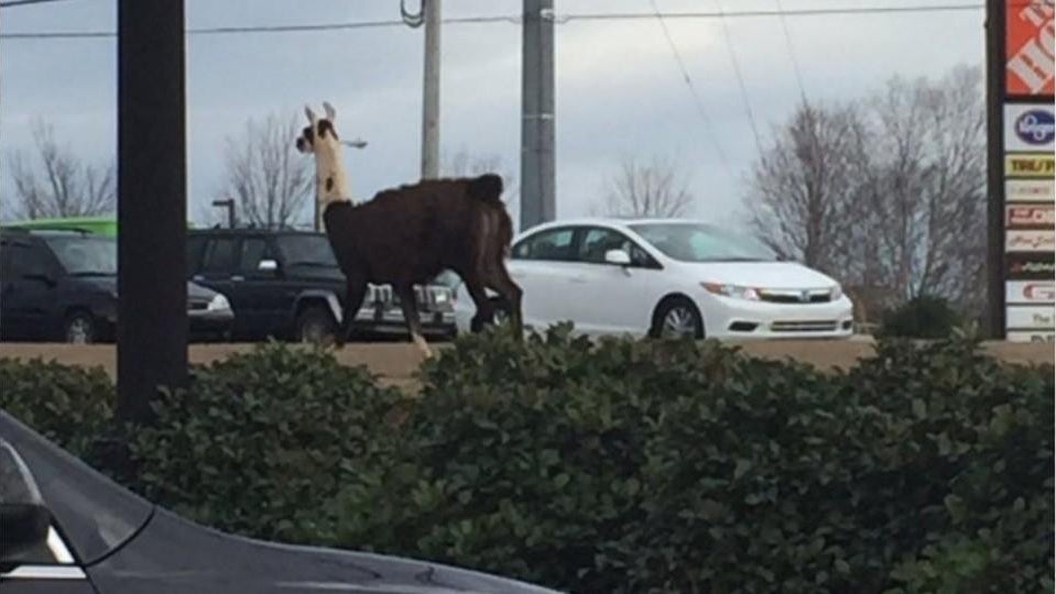 Animals on the loose