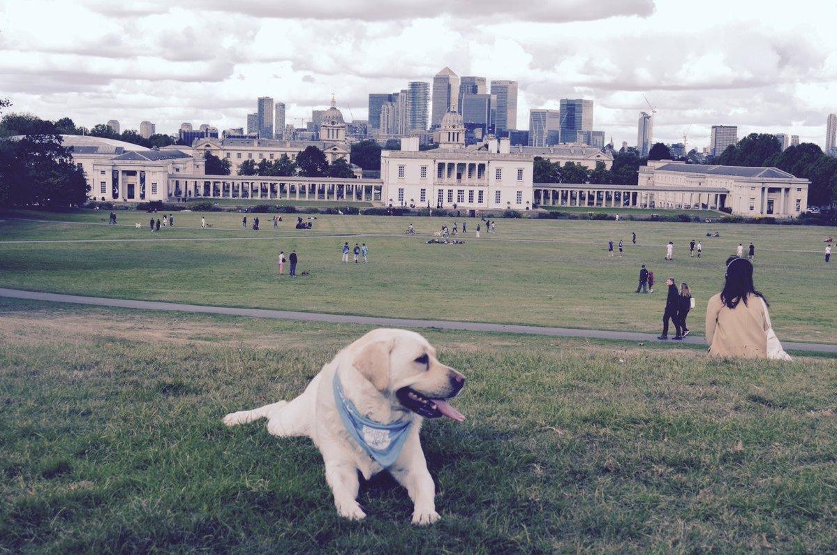 Blind man puts GoPro on his guide dog to show his daily struggles - CBS ...